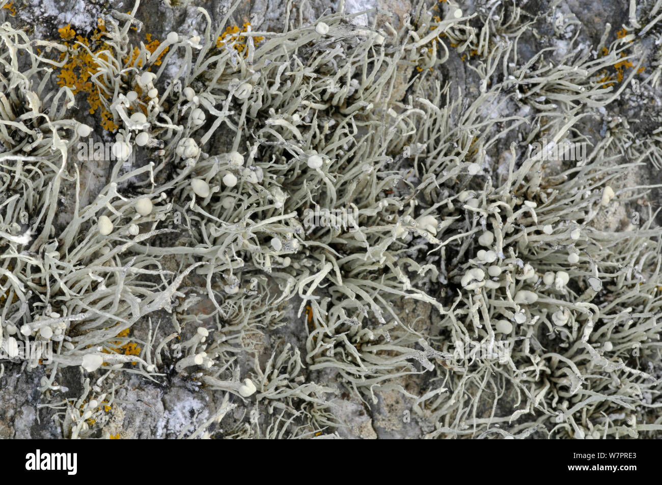 Sea Ivory Lichen (Ramalina siliquosa) Devon, England, July Stock Photo ...
