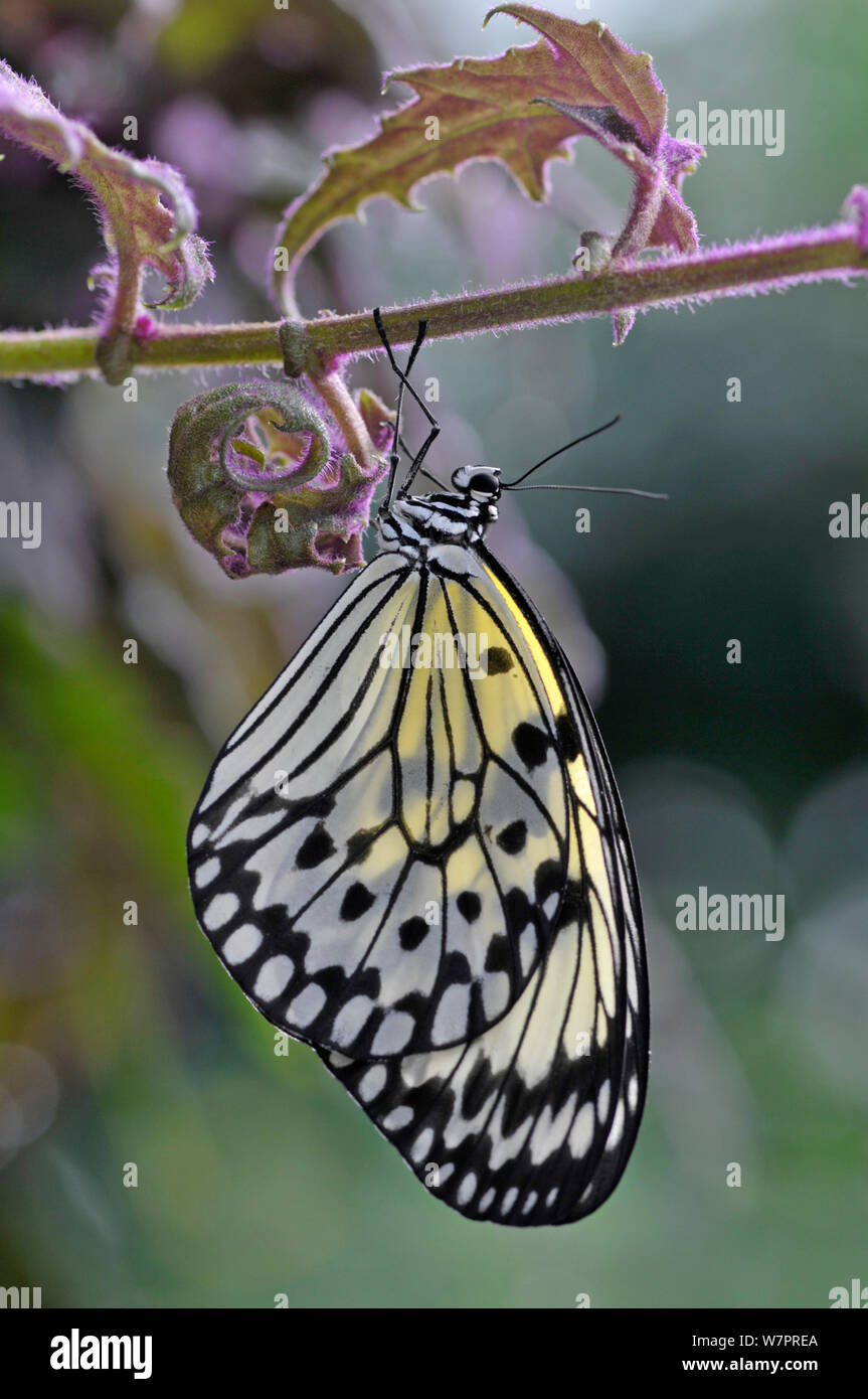 Tree Nymph butterfly (Idea leuconoe) captive in butterfly house, native ...