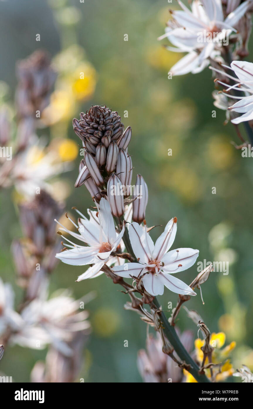 Asphodelus alba hi-res stock photography and images - Alamy