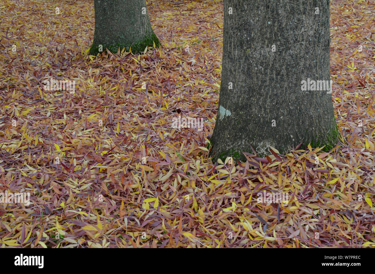 Ash (Fraxinus sp.) leaf litter in autumn. Surrey, England, November ...