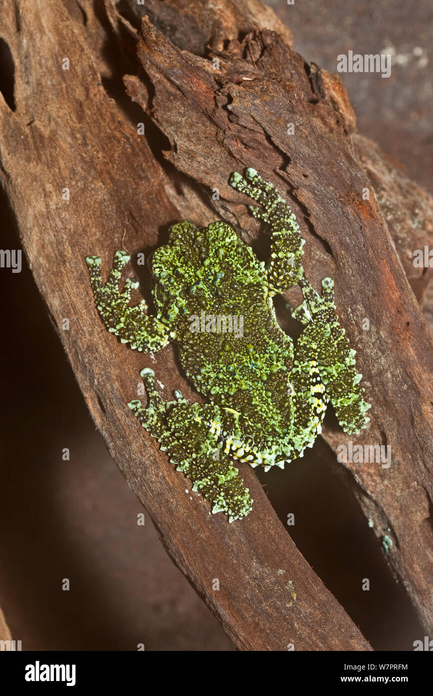 Vietnamese Mossy Frog (Theloderma corticale) captive from Vietnam Stock ...
