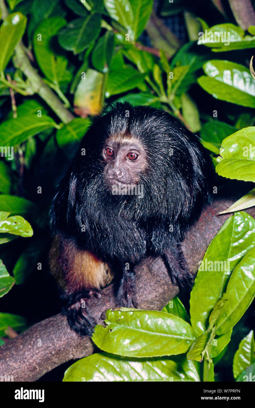 Black Lion Tamarin (Leontopithecus chrysopygus) Sao Paolo, Brazil ...