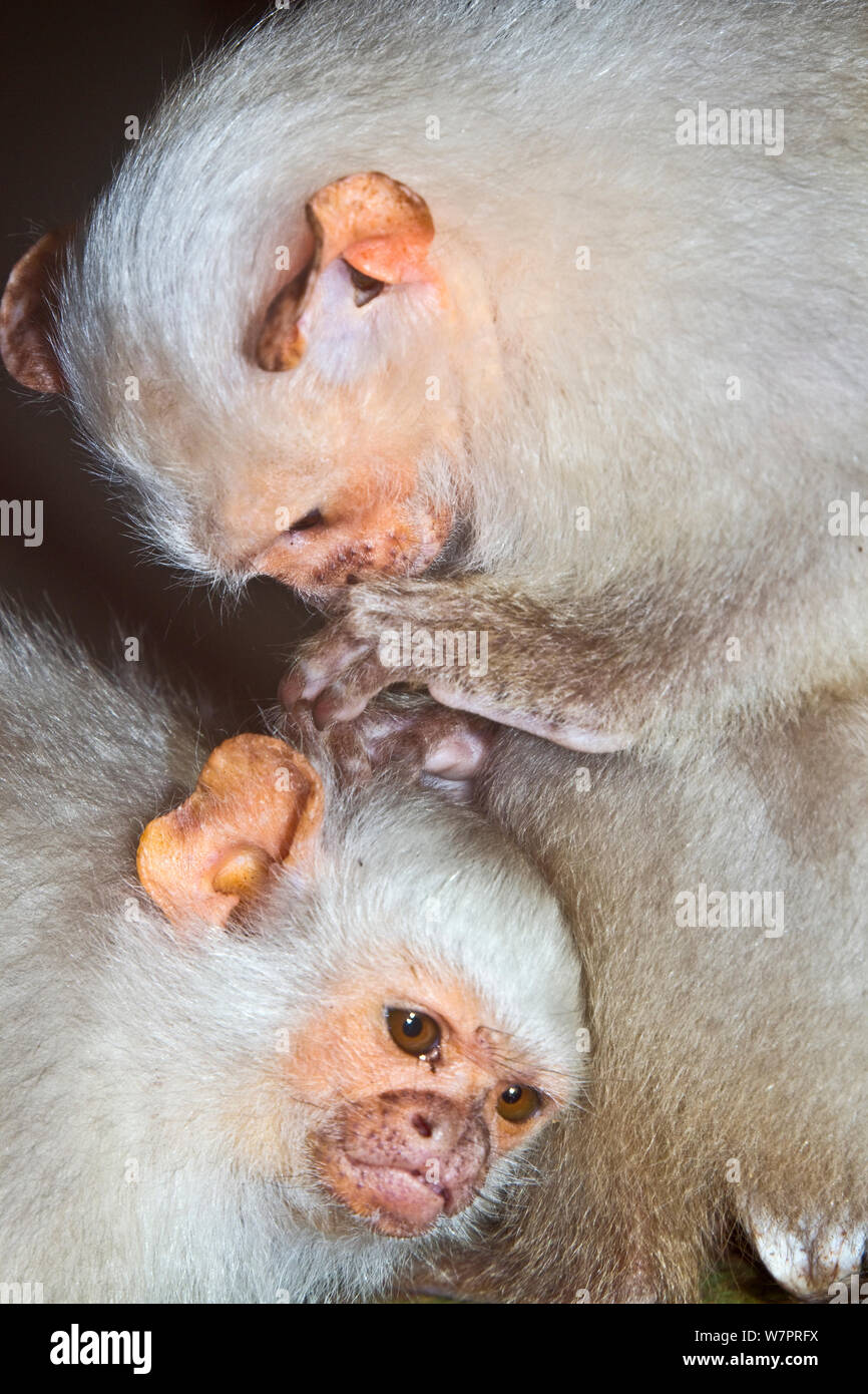 Callithrix mico argentata hi-res stock photography and images - Alamy