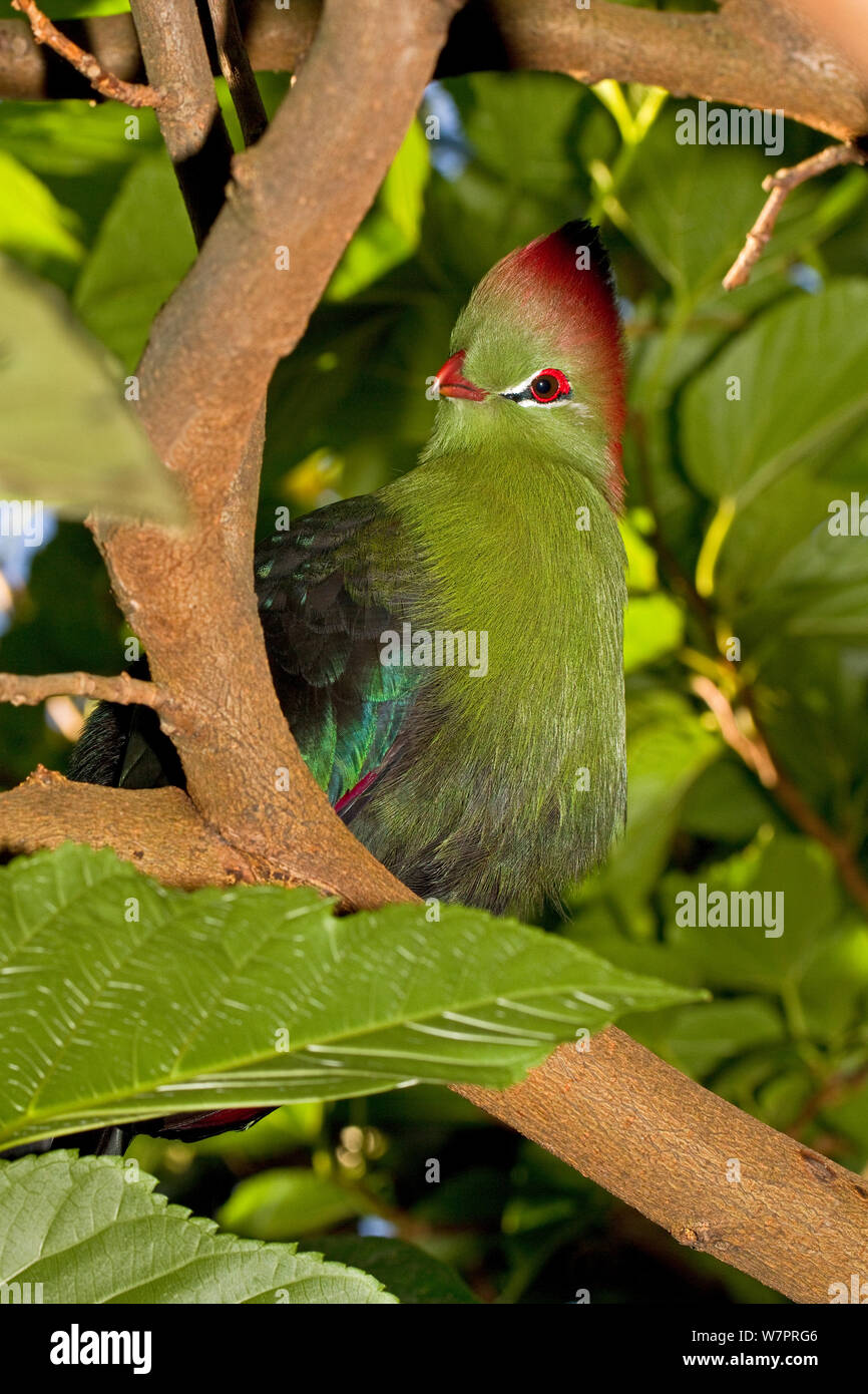Fischer's Turaco (Tauraco fischeri) captive from Coastal East Africa ...