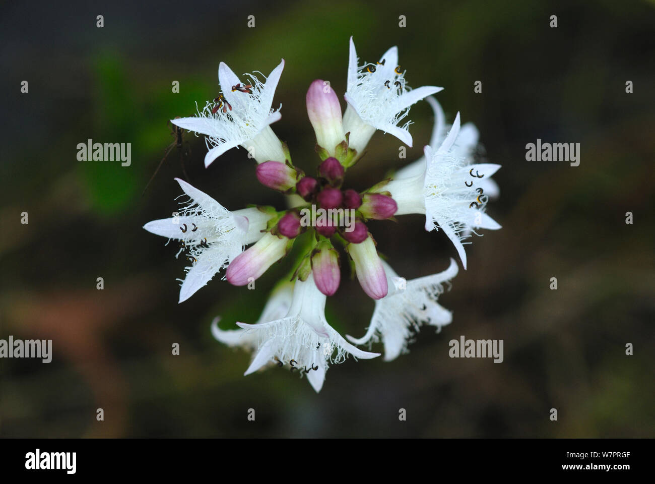 White flowers of bogbean hi-res stock photography and images - Alamy