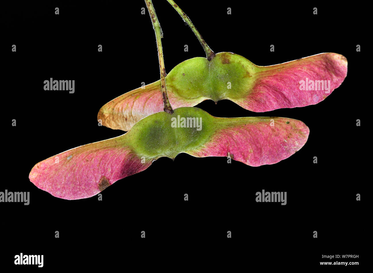 Field maple uk hi-res stock photography and images - Alamy