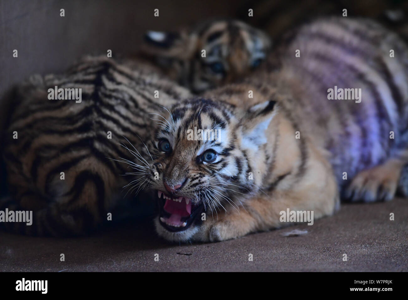 Three manchurian tiger cubs are pictured at Guaipo Northeast Tiger Park ...