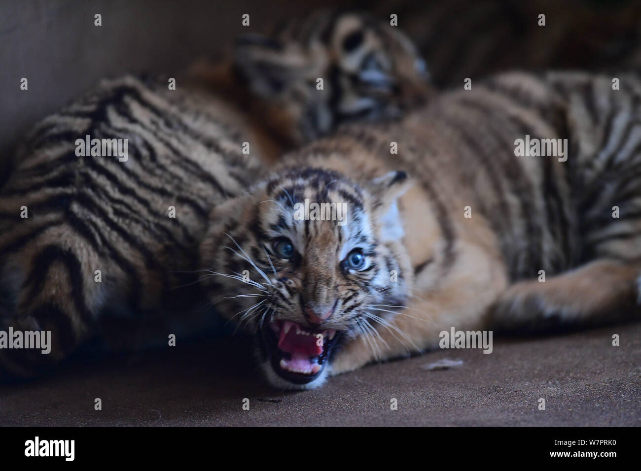 Three manchurian tiger cubs are pictured at Guaipo Northeast Tiger Park ...