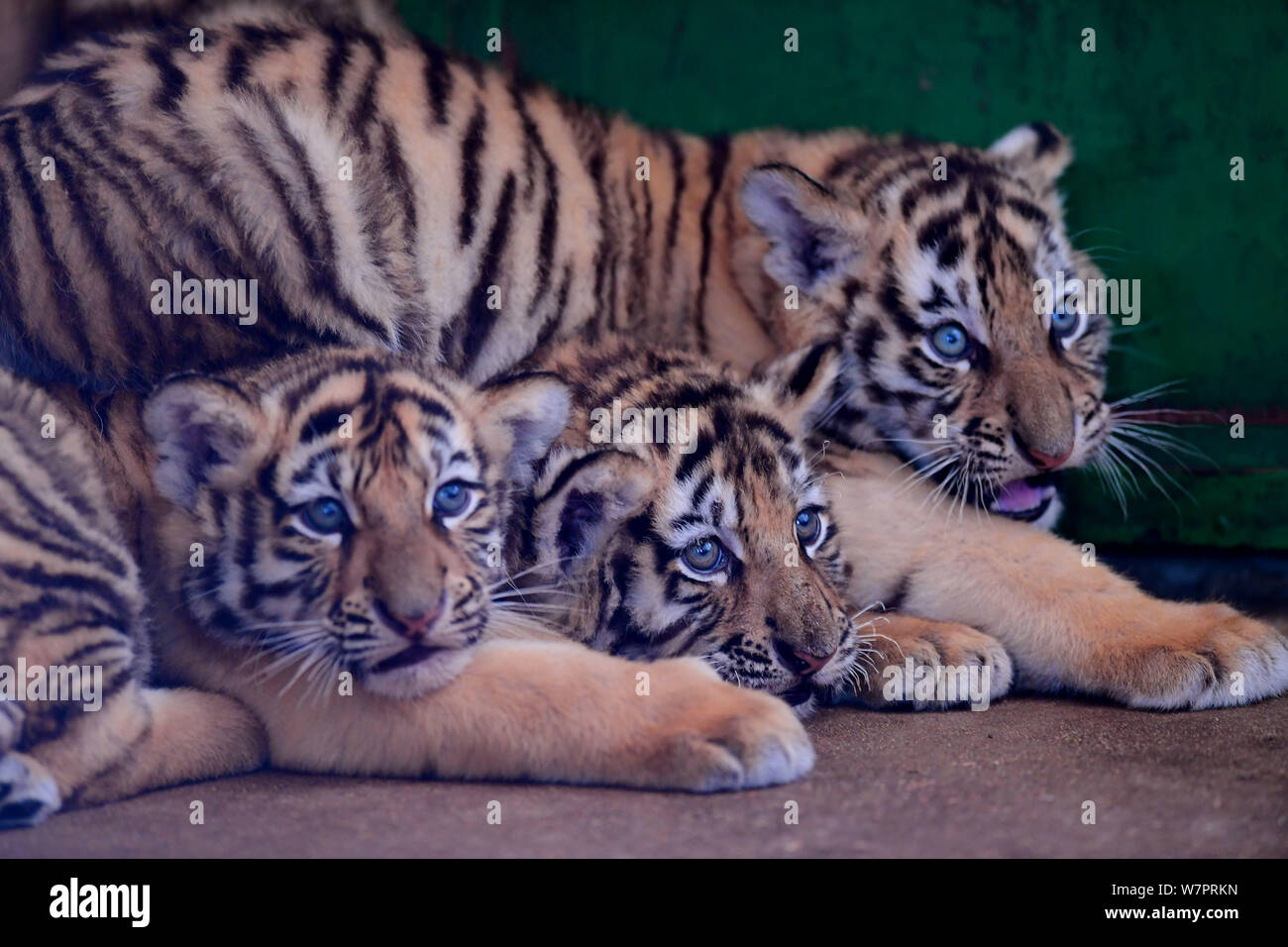 Three manchurian tiger cubs are pictured at Guaipo Northeast Tiger Park ...