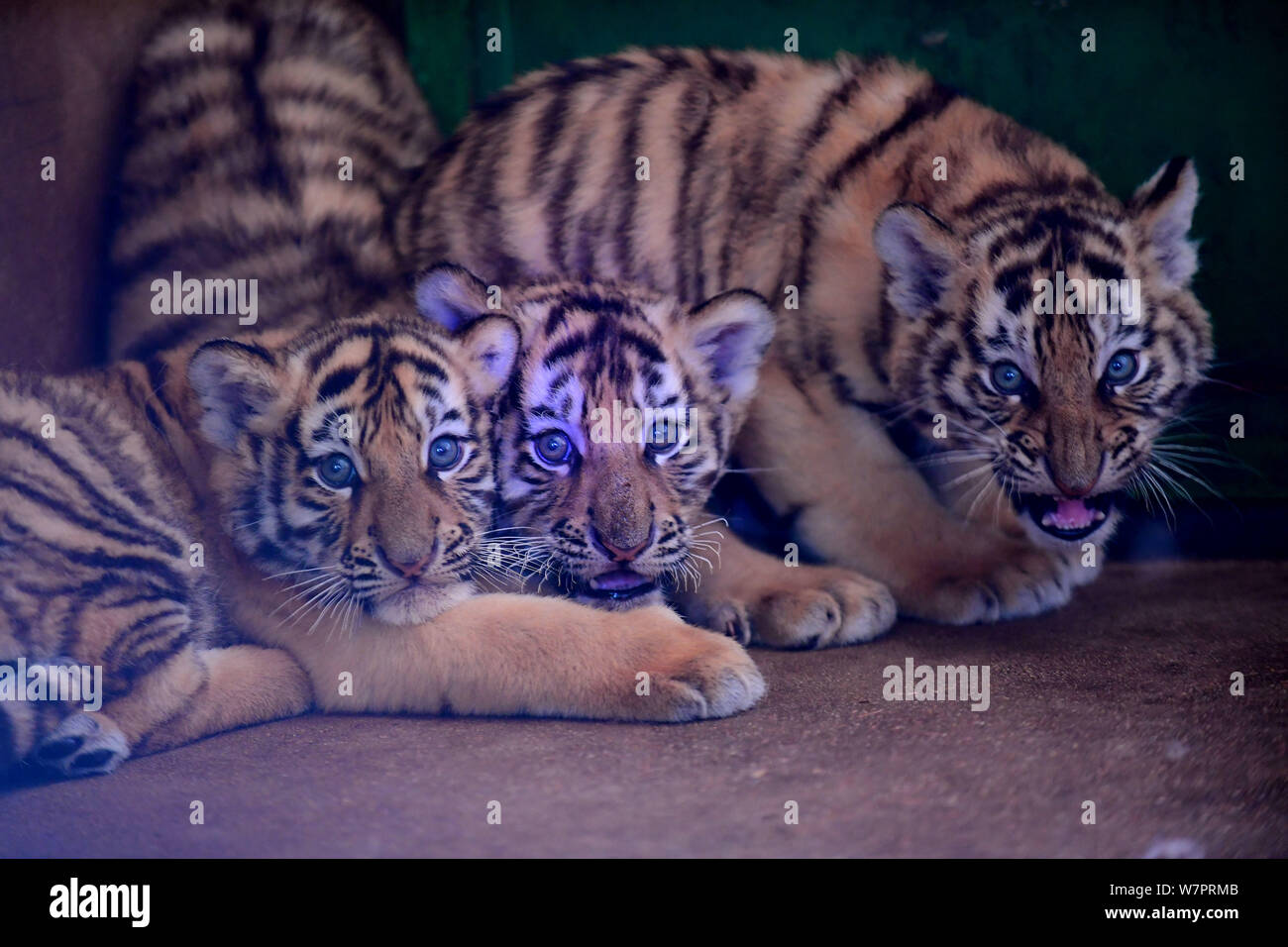 Three manchurian tiger cubs are pictured at Guaipo Northeast Tiger Park ...