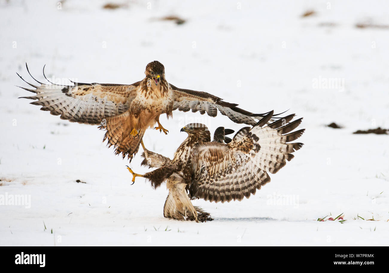 Birds fighting over food hi-res stock photography and images - Alamy