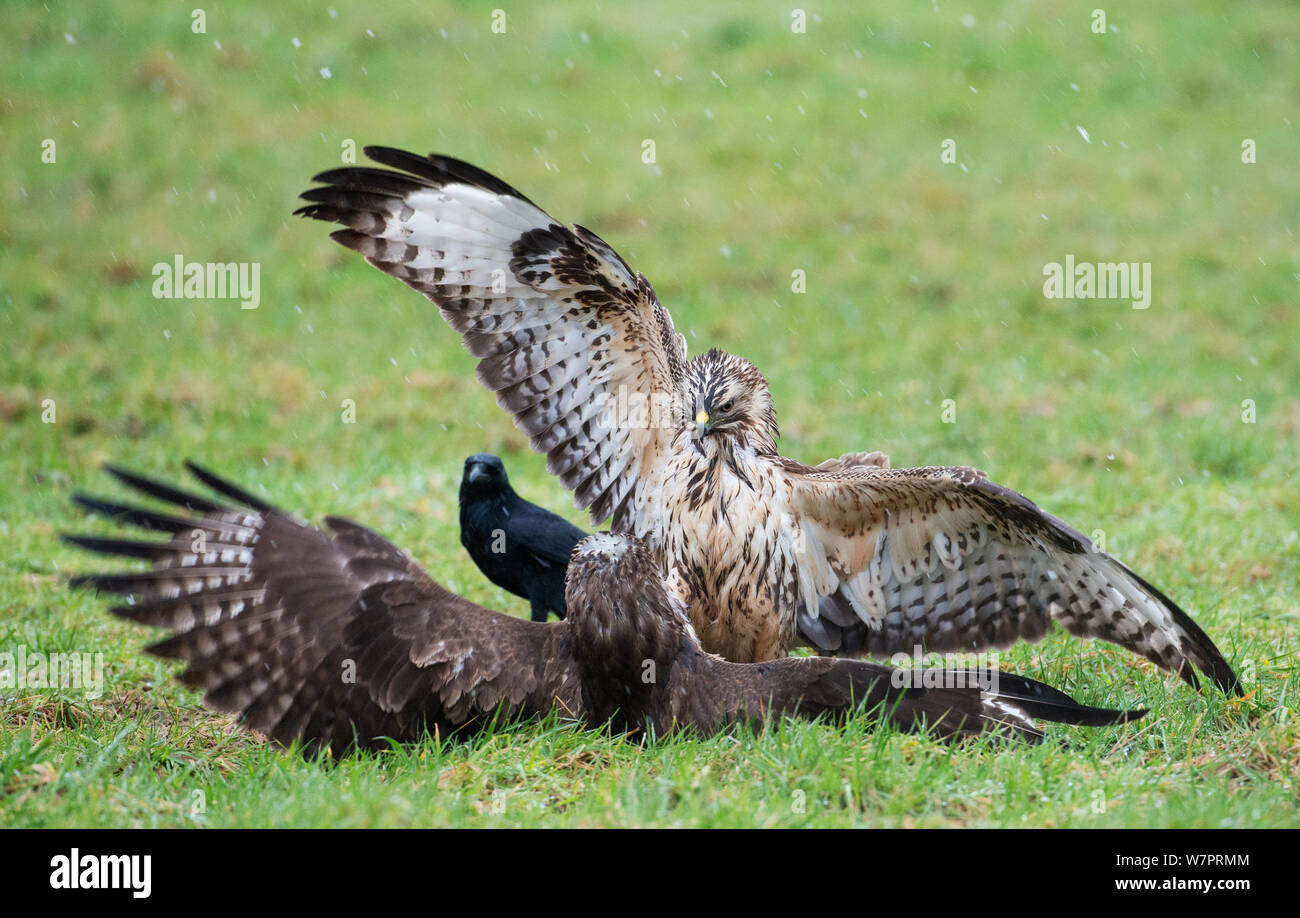 Two buzzards hi-res stock photography and images - Alamy