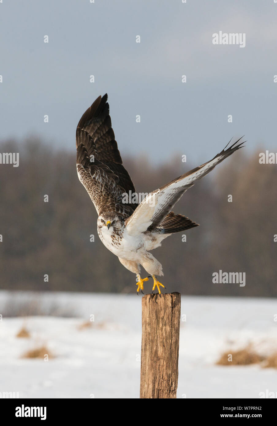 Hannover germany winter hi-res stock photography and images - Alamy