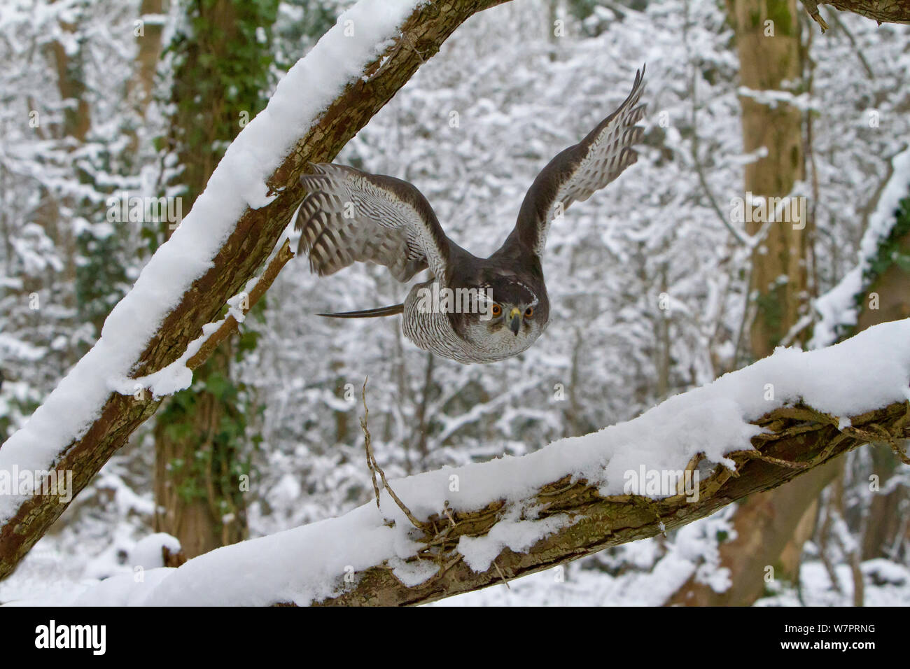 Goshawk (Accipiter gentilis) adult female flying through gap in ...