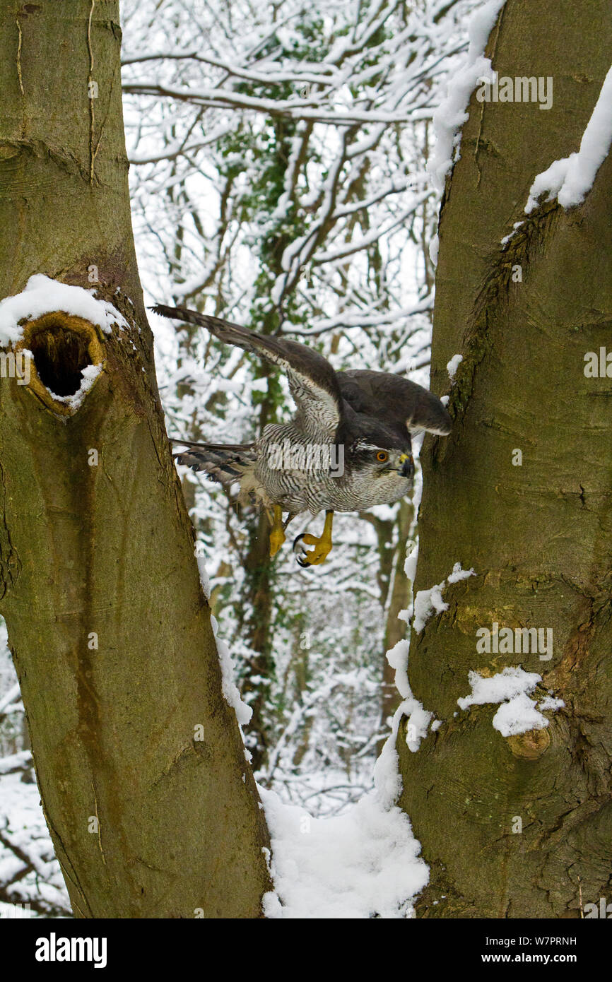 Female Goshawk In Trees