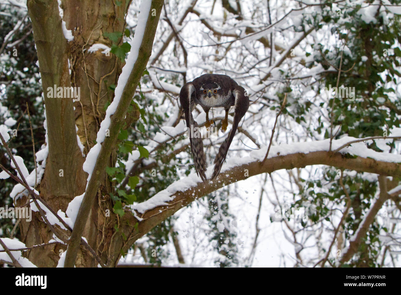 Goshawk (Accipiter gentilis) adult female taking off in snowy woodland ...