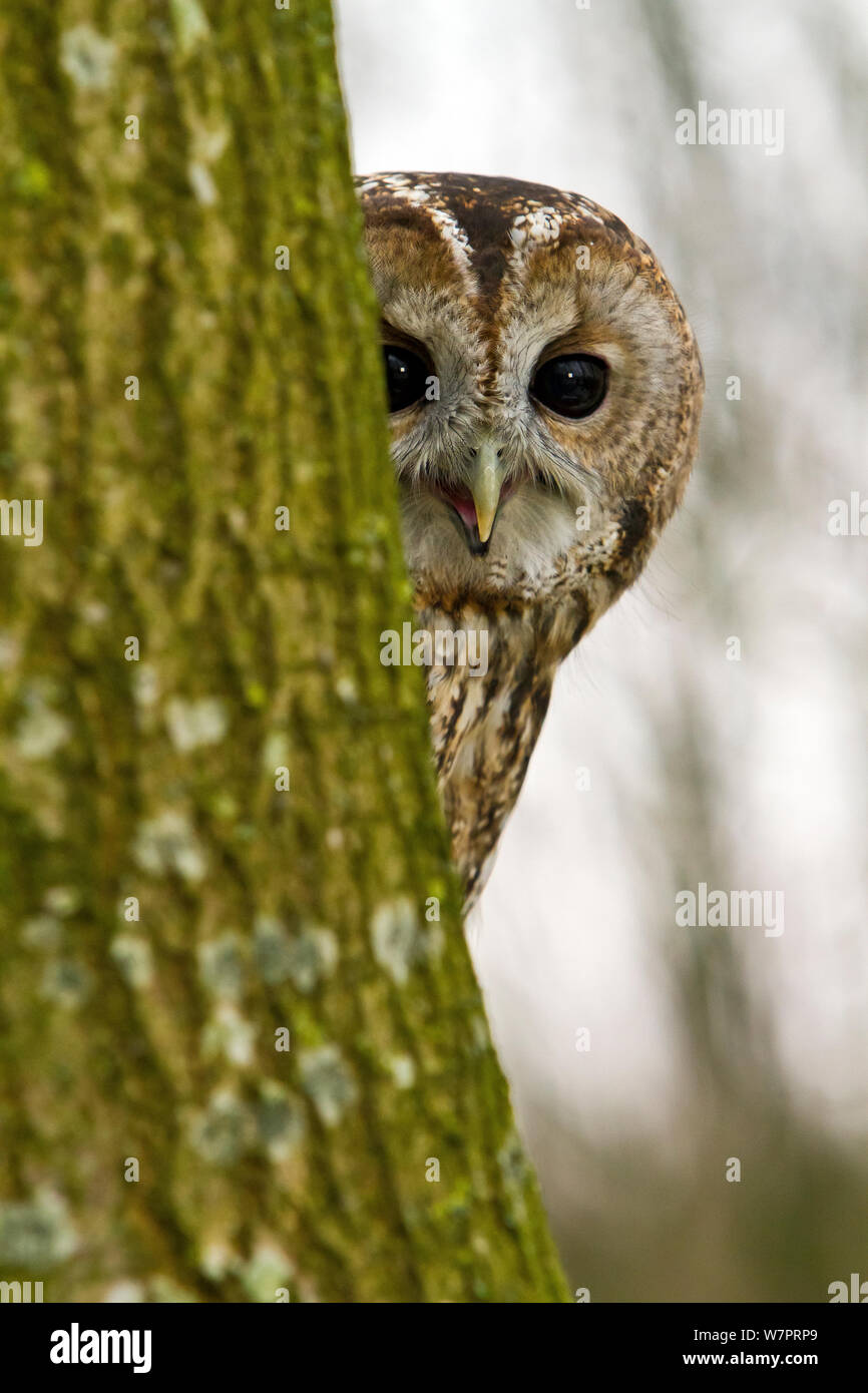 Tawny Owl (Strix aluco) adult female hiding behind tree trunk, trained ...