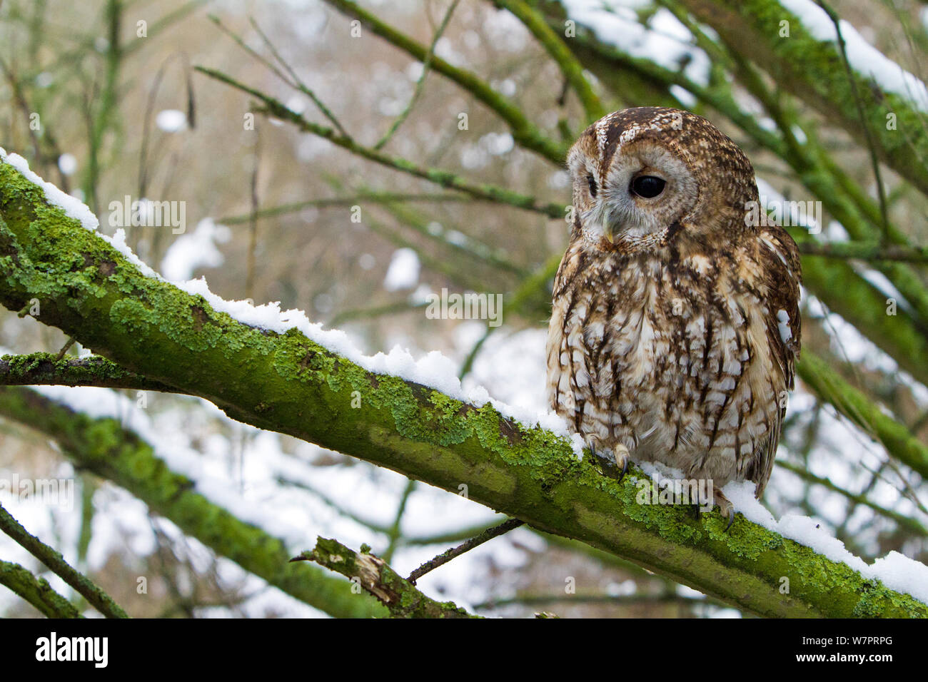 Tawny Owl (Strix aluco) adult female perched in snowy tree, trained ...