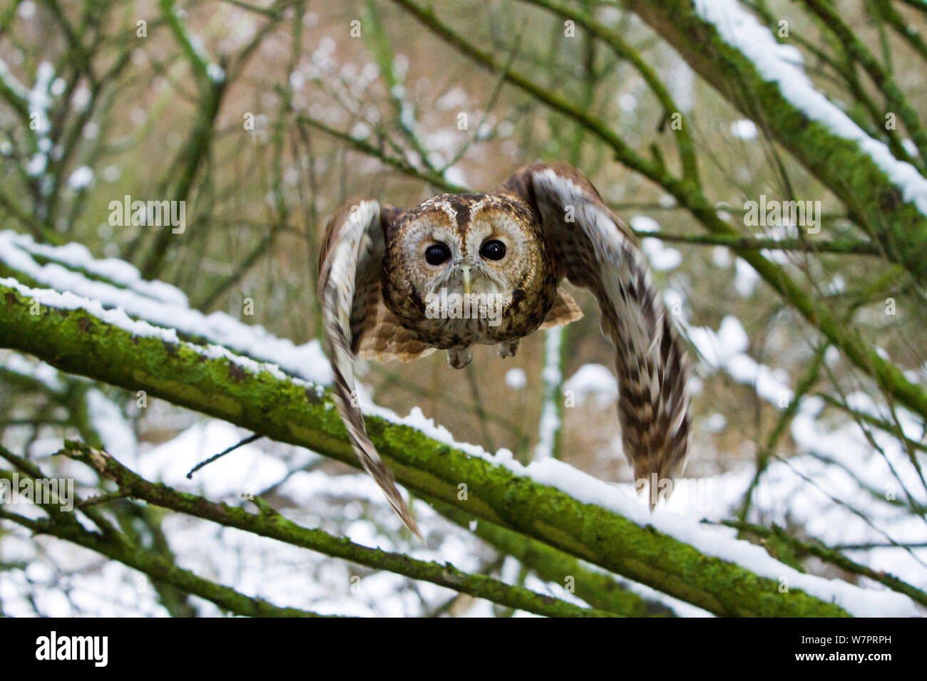 Tawny owl flying prey hi-res stock photography and images - Alamy