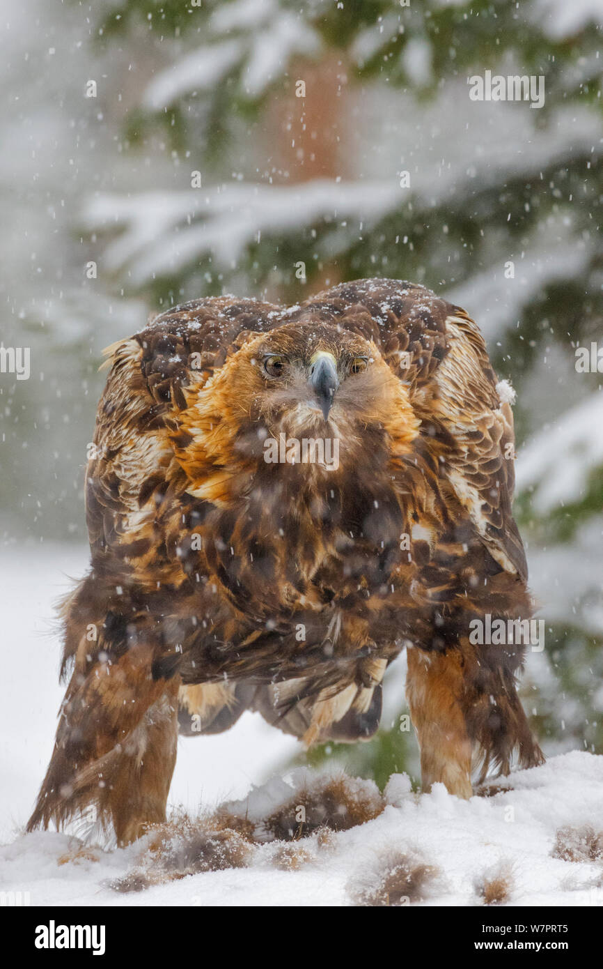 Heavy beak hi-res stock photography and images - Alamy