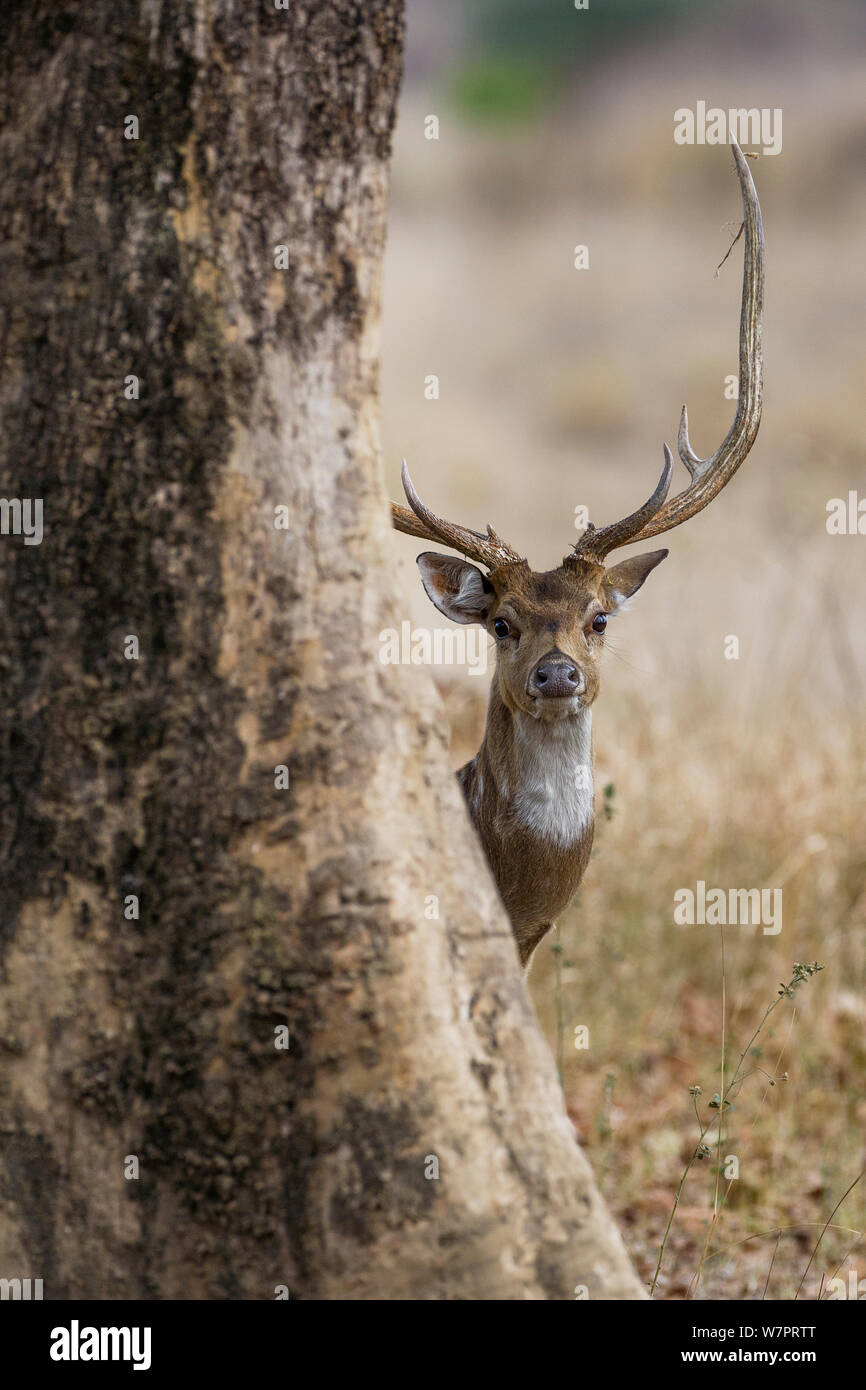 Chital / Spotted deer stag (Axis axis) peering around tree trunk ...