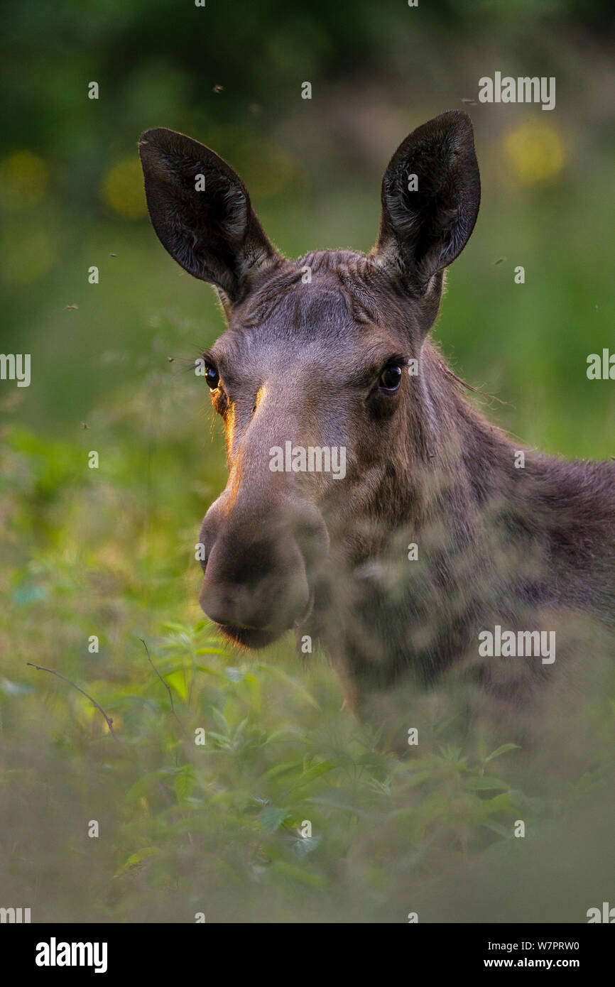 Moose looking camera hi-res stock photography and images - Alamy