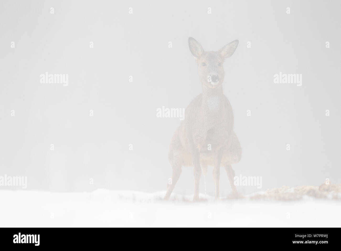Female roe deer (Capreolus capreolus) urinating in thick mist. Southern ...