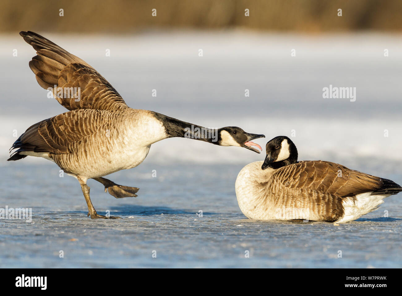 Arguing canada goose hi-res stock photography and images - Alamy