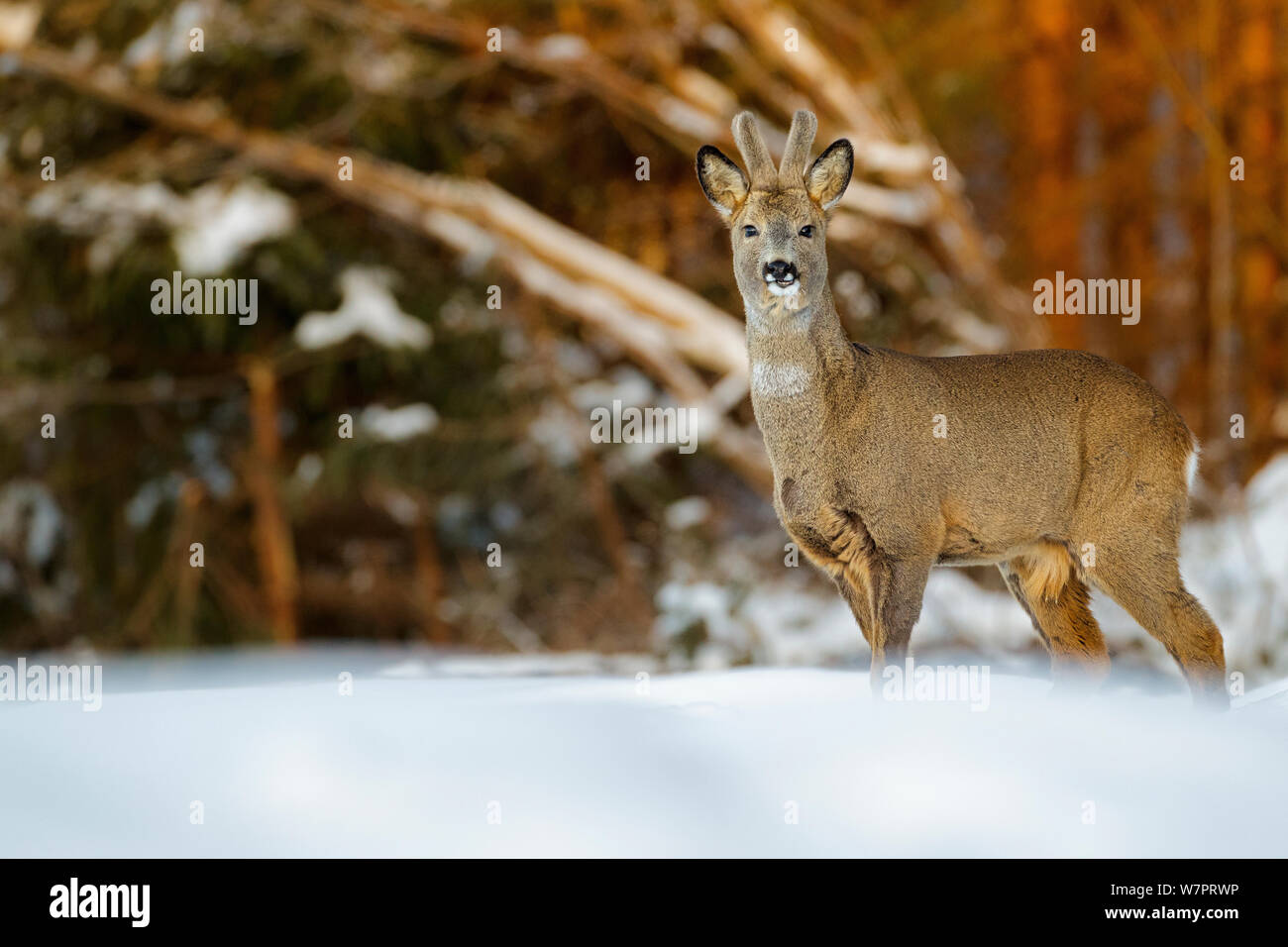 Buck teeth hi-res stock photography and images - Alamy
