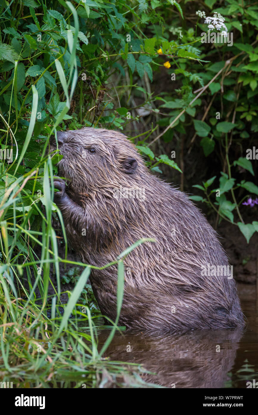European beavers and young hi-res stock photography and images - Alamy