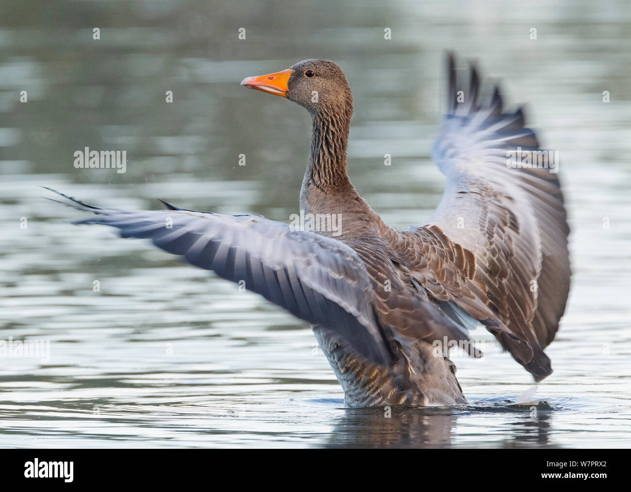 Greylag goose (Anser anser) in water flapping wings. Southern Norway ...