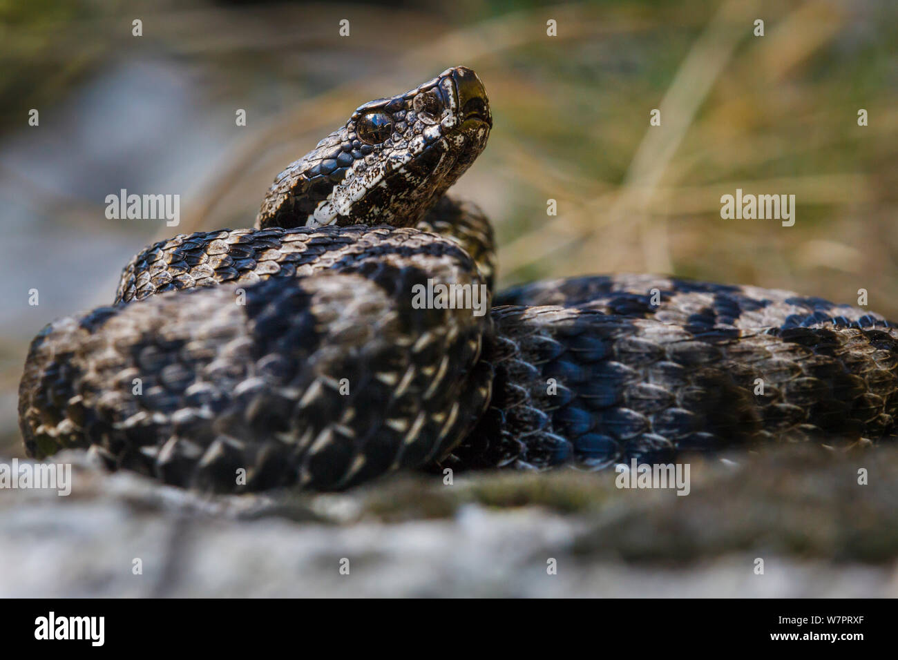 Asp viper hi-res stock photography and images - Alamy