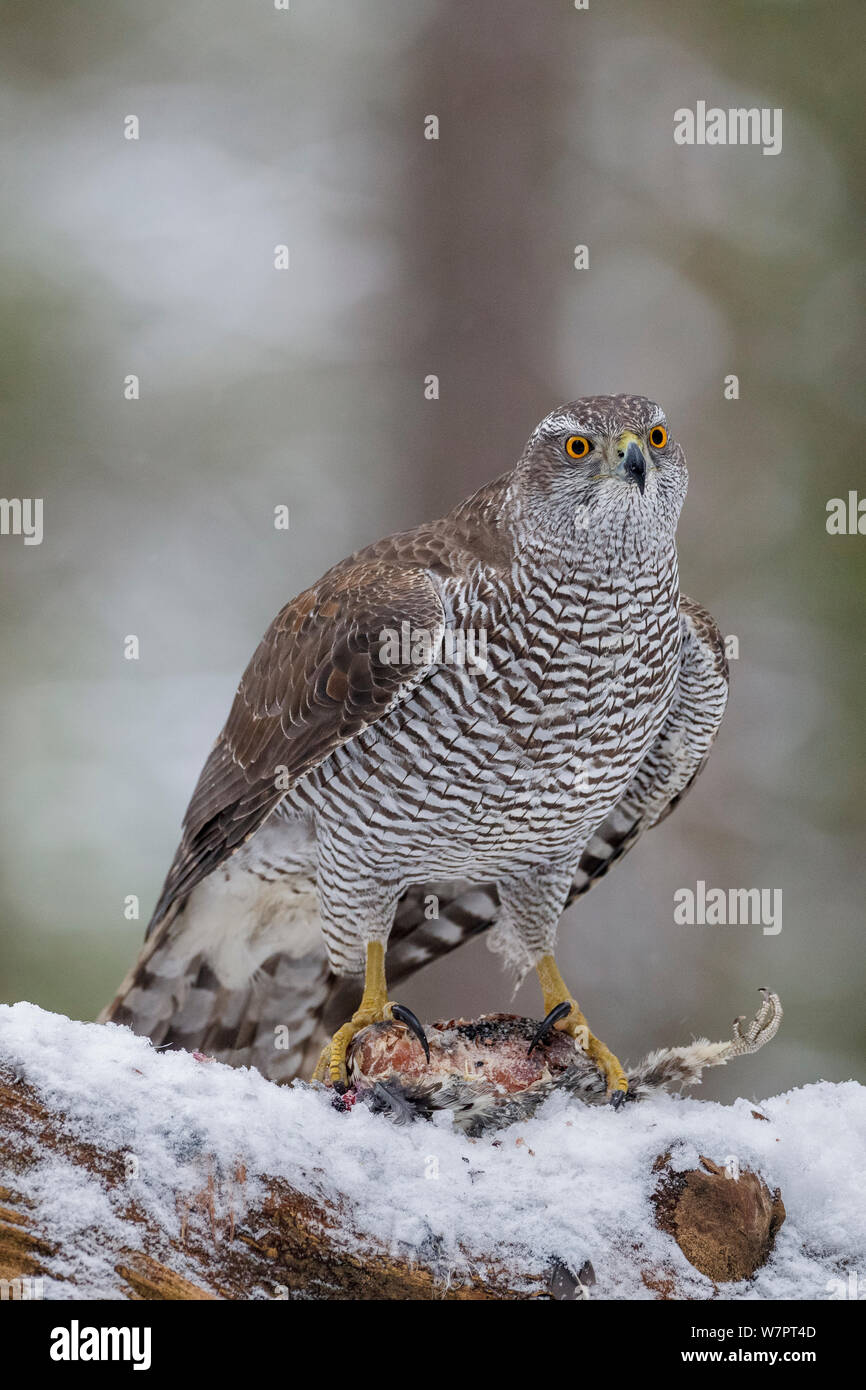 Female goshawk (Accipiter gentilis) standing on a half eaten hazel ...
