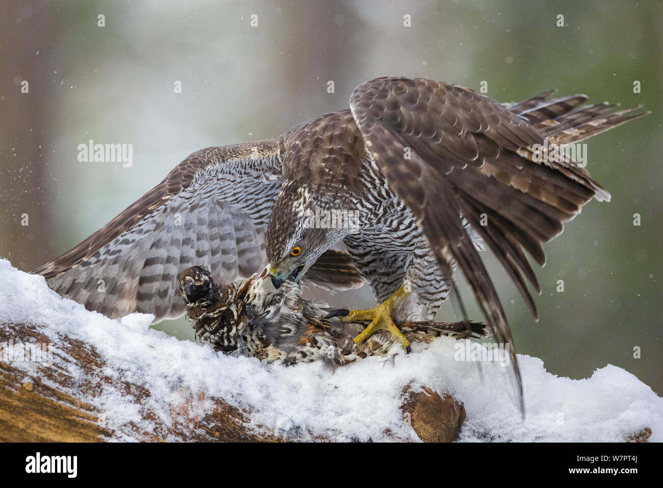 Female goshawk (Accipiter gentilis) feeding on a Hazel grouse ...