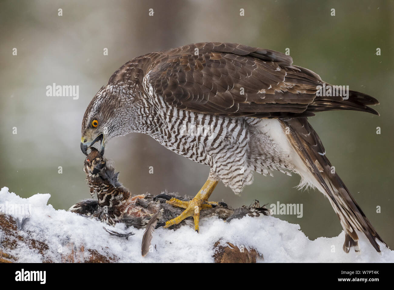 Female goshawk (Accipiter gentilis) feeding on a Hazel grouse ...