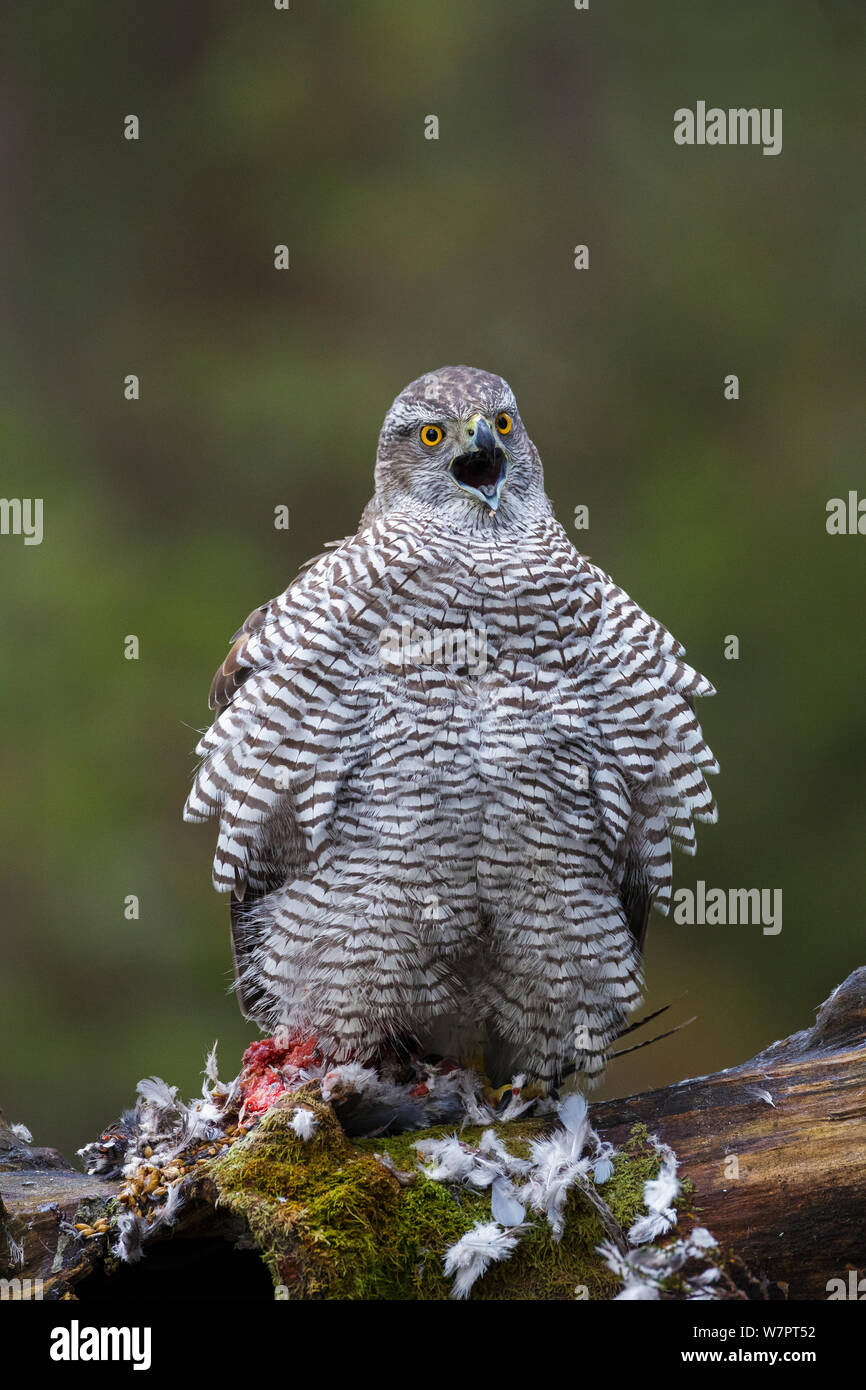 Female goshawk (Accipiter gentilis) perched on log calling with carcass ...