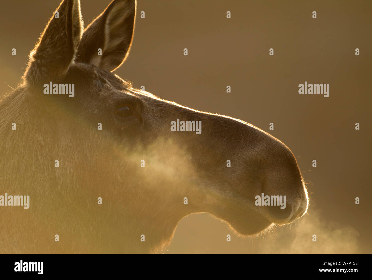 Deer faces hi-res stock photography and images - Alamy