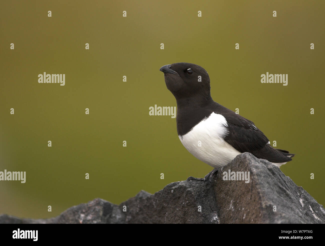Little Auk (Alle alle) in summer breeding plumage perched on rock ...