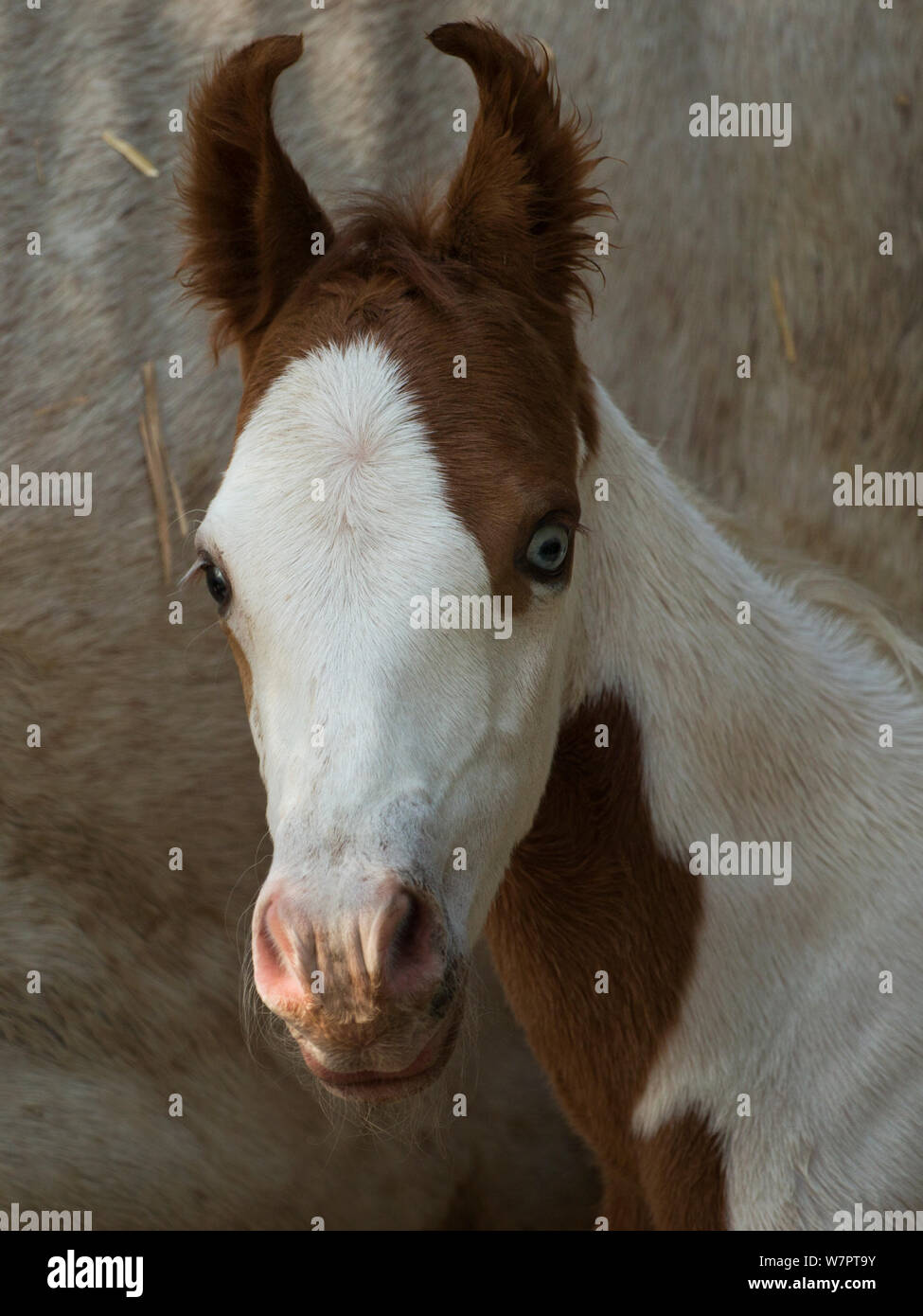 Headshot of a newborn Kathiawari horse colt, standing against his ...