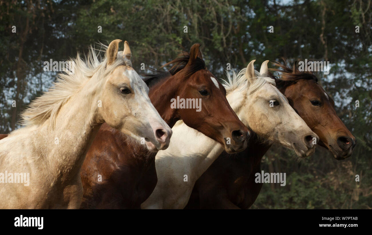 Kathiawari horse hi-res stock photography and images - Alamy