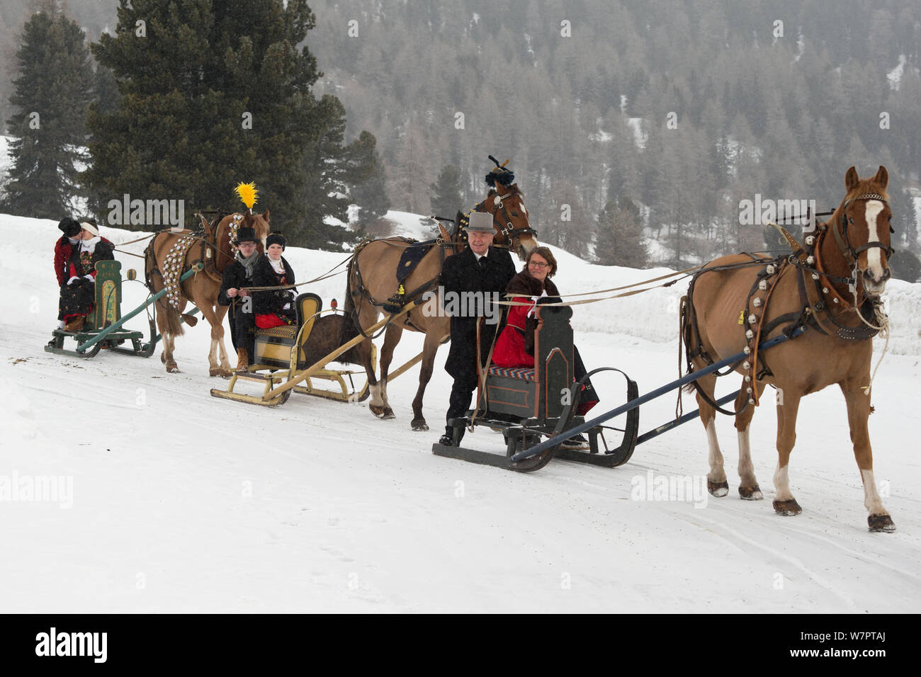 Freiberger horse hi-res stock photography and images - Alamy