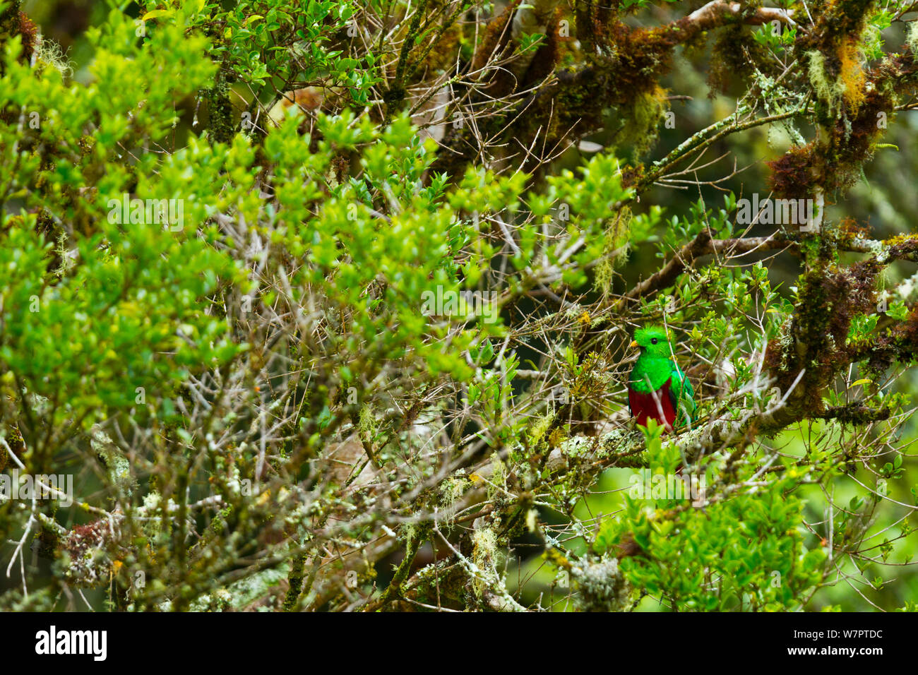Quetzales High Resolution Stock Photography and Images - Alamy