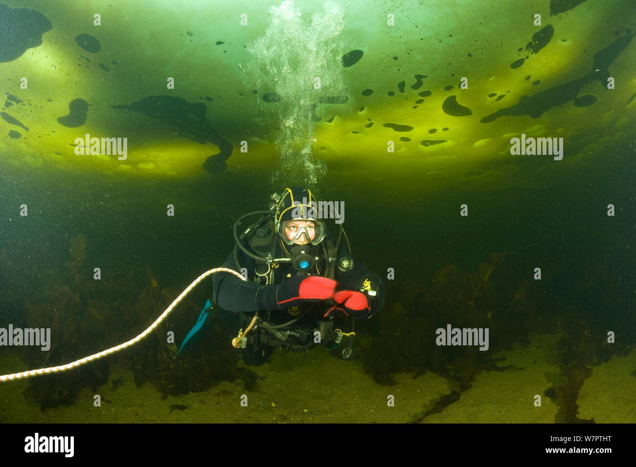 Scuba diver under ice, Arctic circle Dive Center, White Sea, Karelia ...