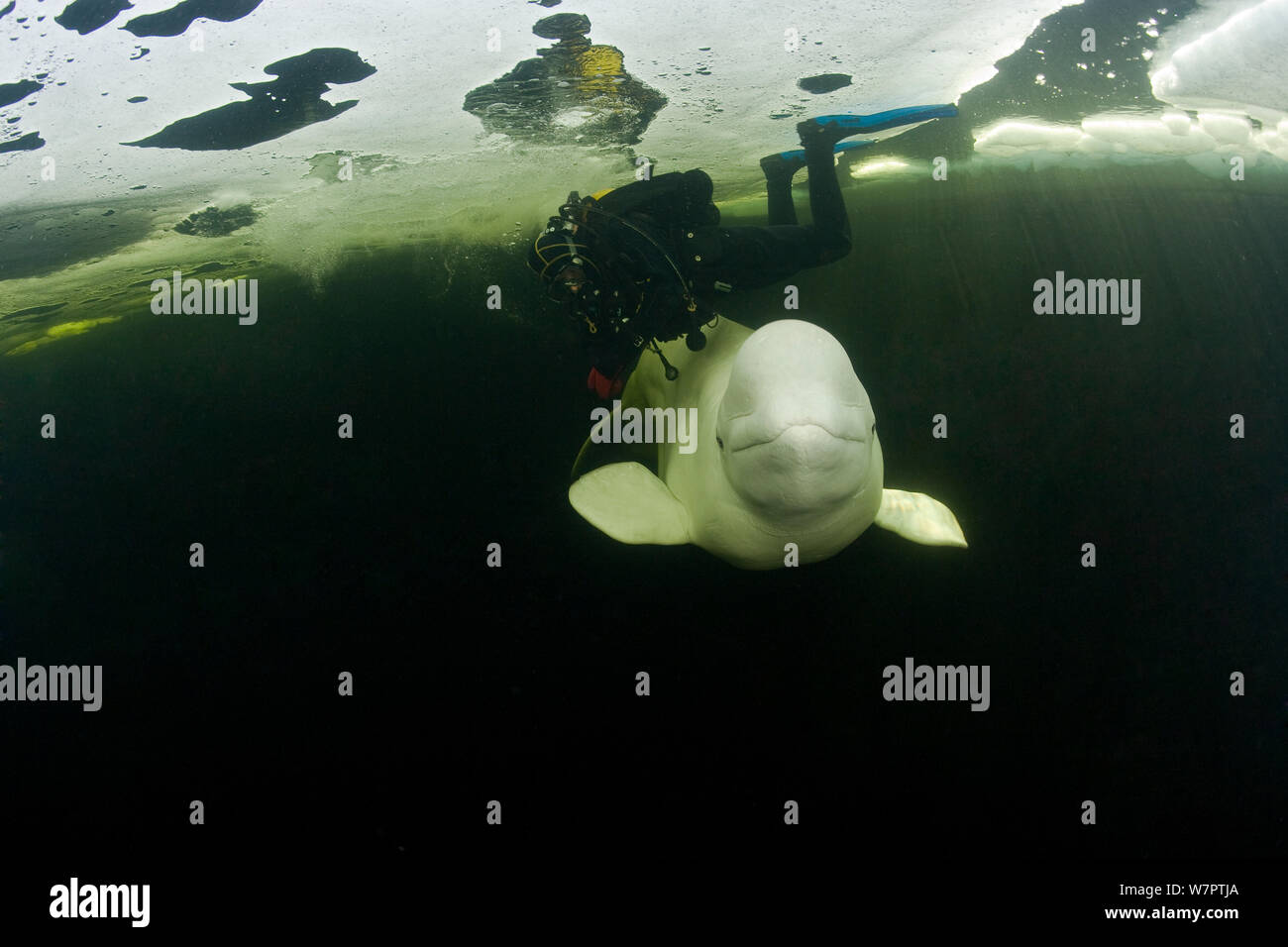 Beluga whales under ice hi-res stock photography and images - Alamy