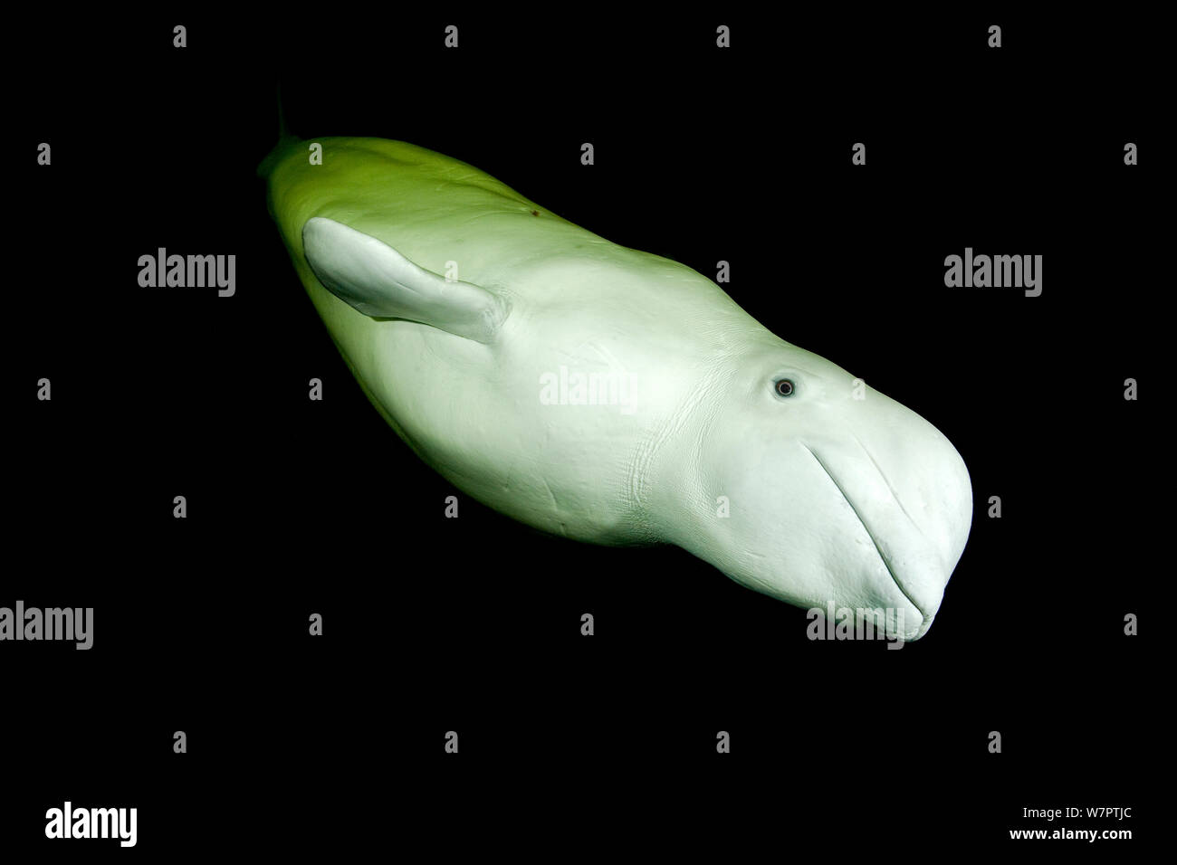 Beluga Whale Delphinapterus Leucas Swimming Under Ice Arctic Circle