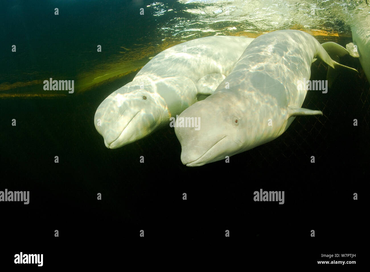 Beluga Whales Delphinapterus Leucas Two Swimming Under Ice Arctic