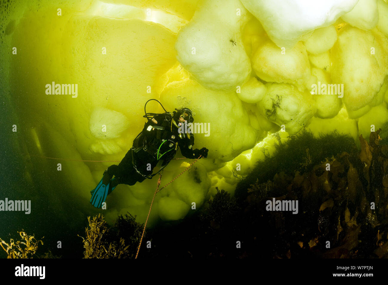 Scuba diver under ice and ice formation, Arctic circle Dive Center ...