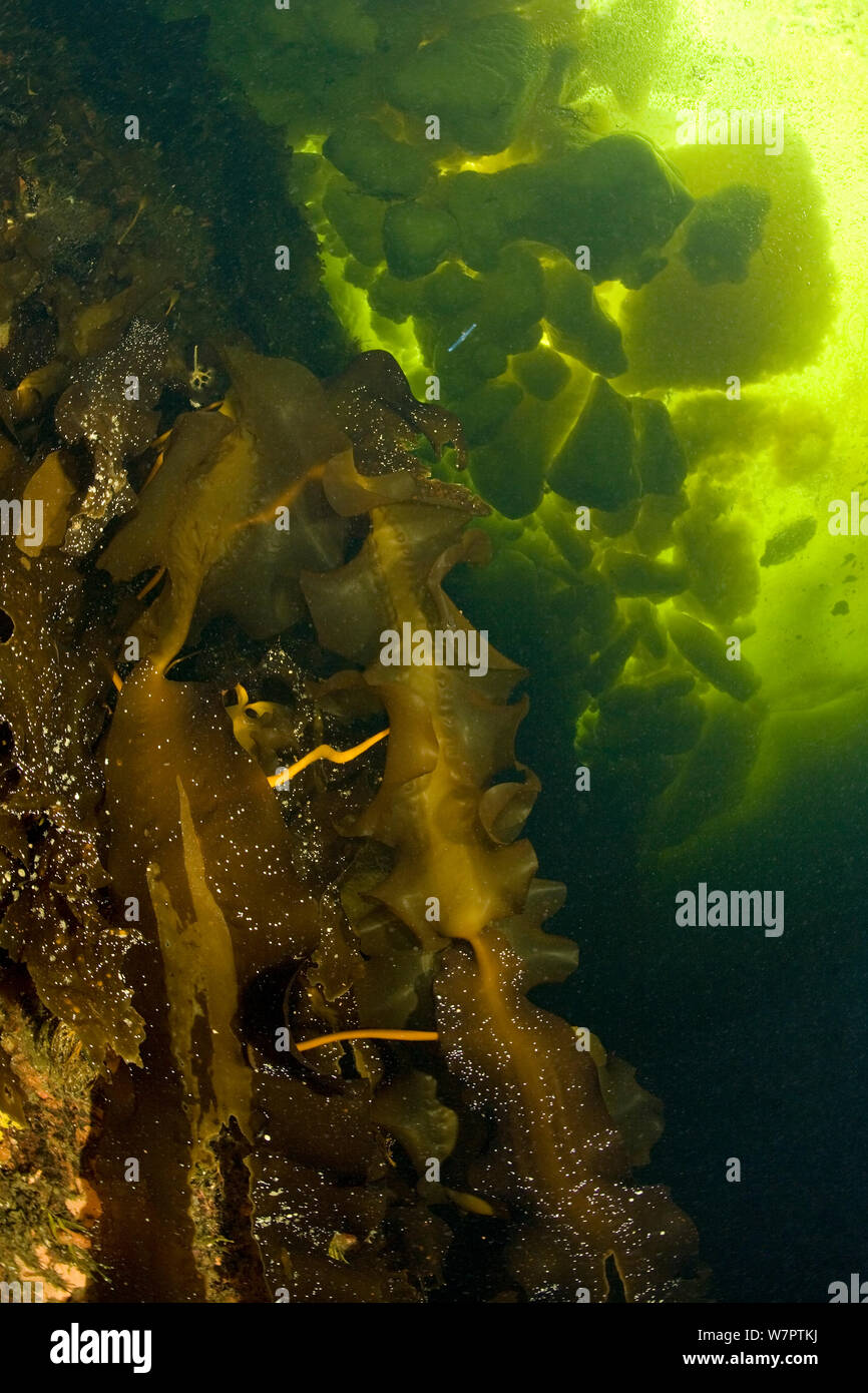 Sea ice arctic algae hi-res stock photography and images - Alamy