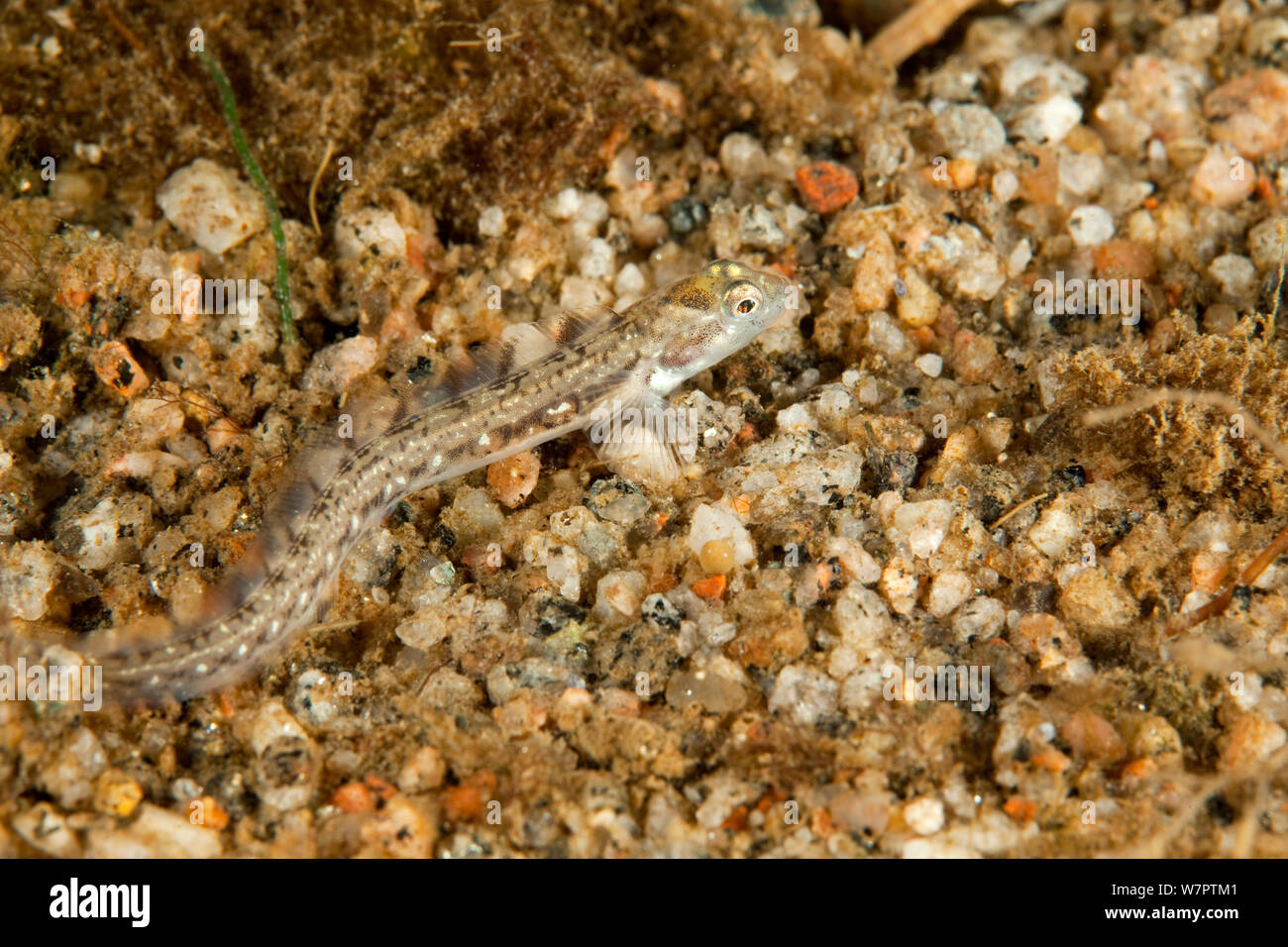 Arctic fish hi-res stock photography and images - Alamy