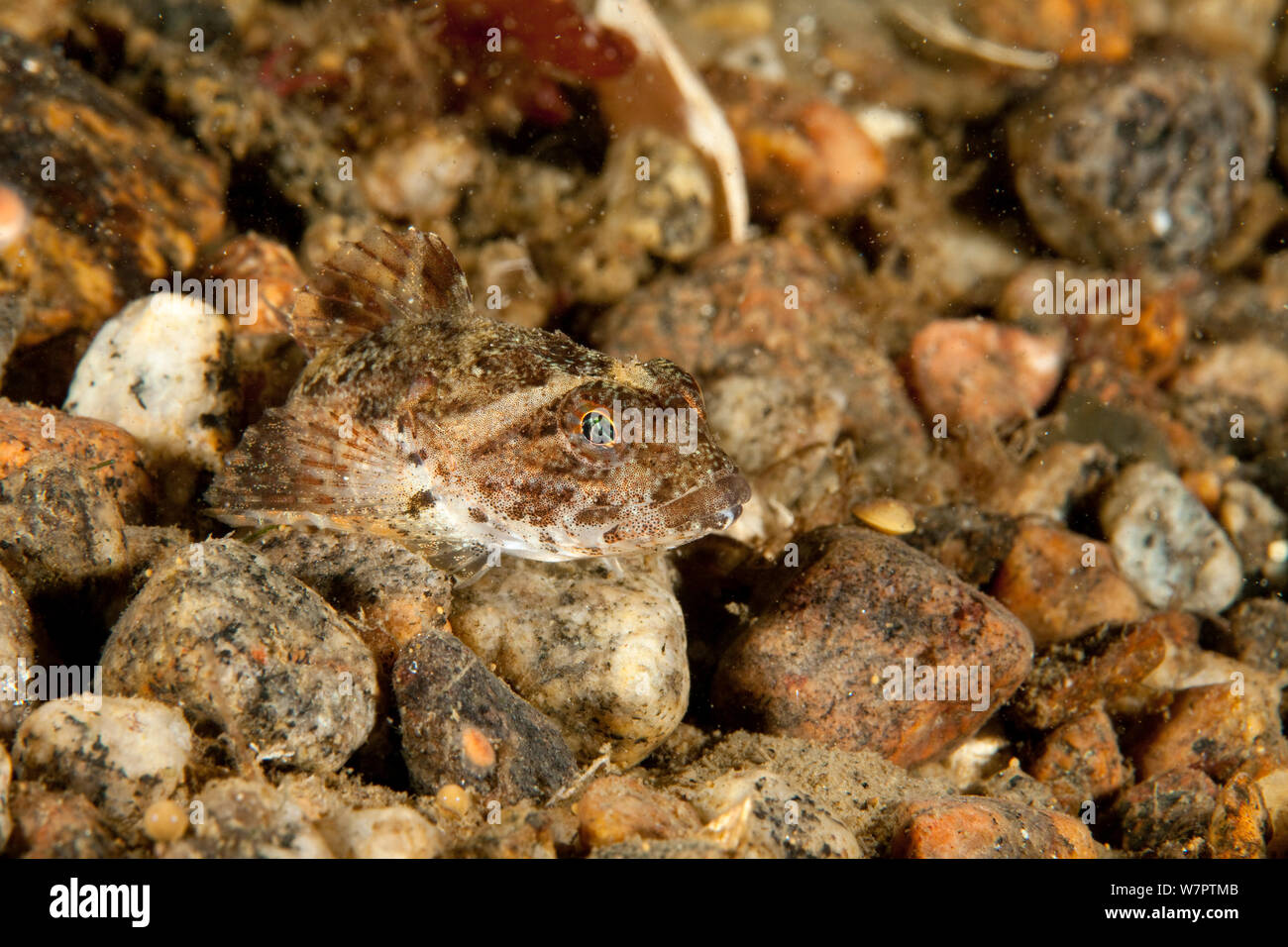Camouflage fish hi-res stock photography and images - Alamy